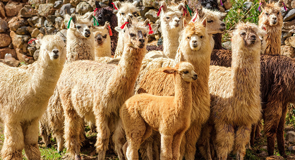 Benefits Of Alpaca Wool (Part 1 Of 2) – Alpaca Collections