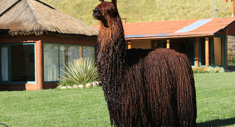 South American Camelids: Suri Alpaca (Part 2 Of 5) – Alpaca Collections