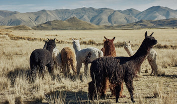 Alpaca Collections: Peruvian Alpaca Clothing & Vicuña